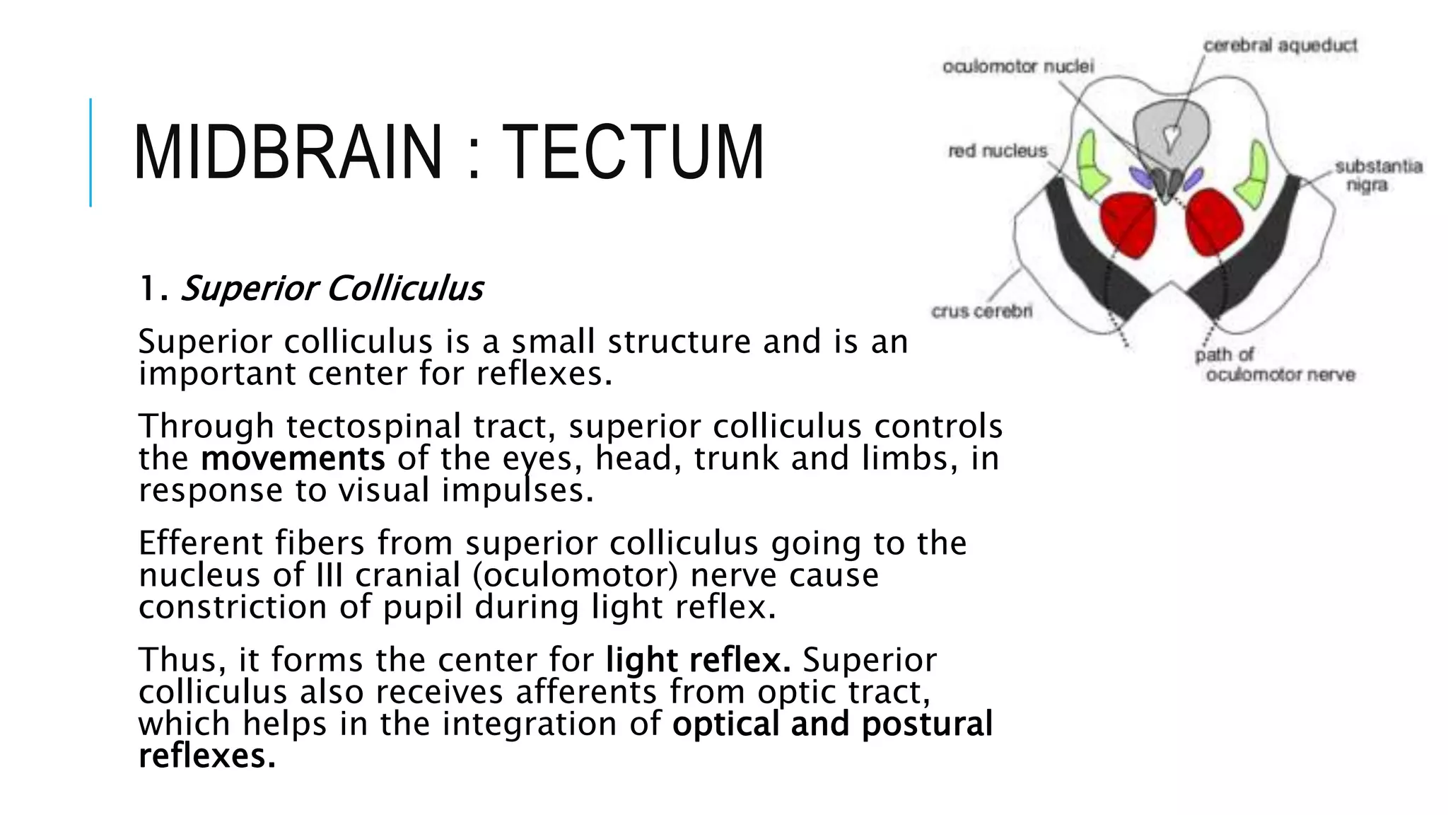 Brainstem Physiology | PPTX