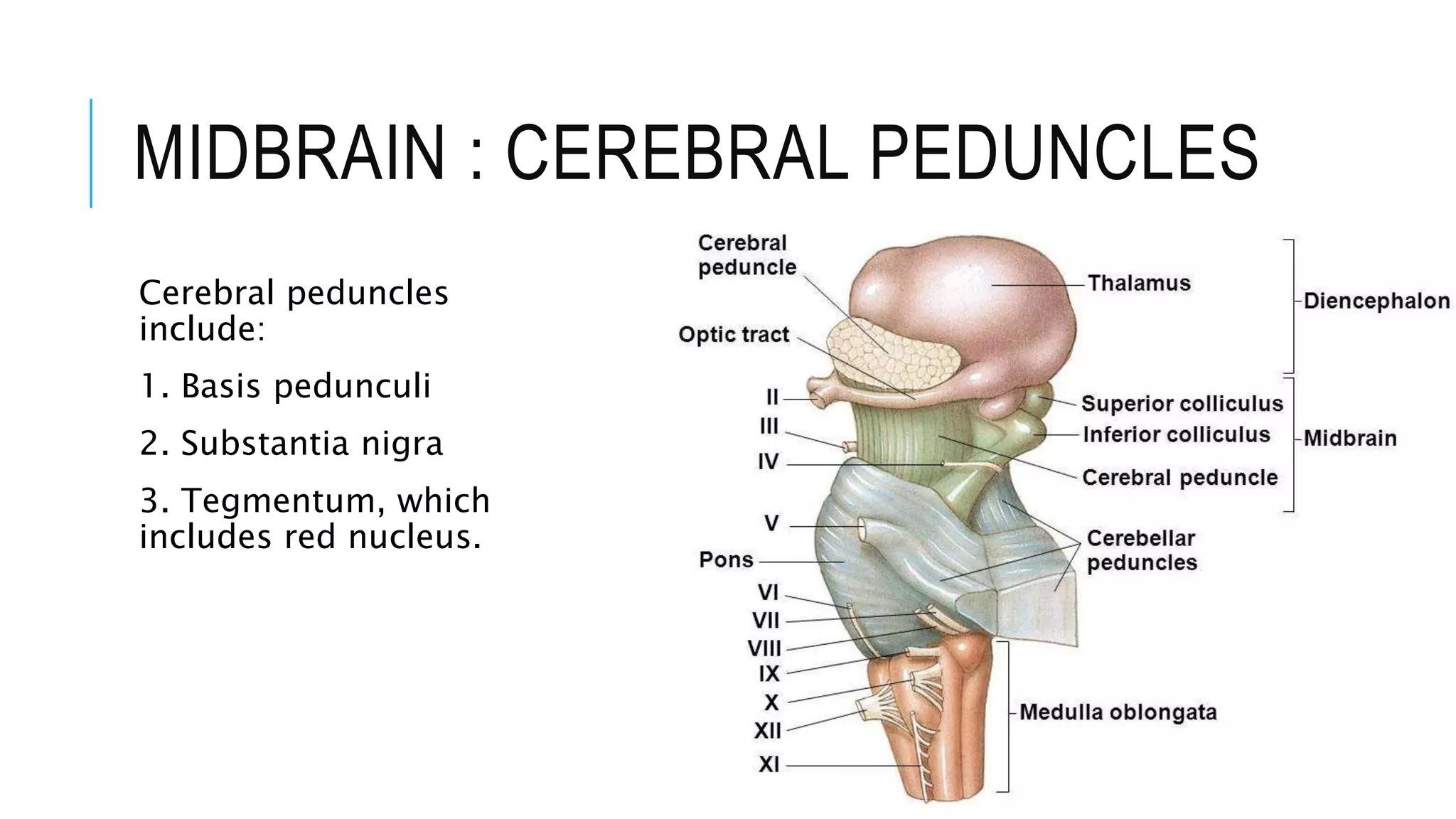 Brainstem Physiology | PPTX