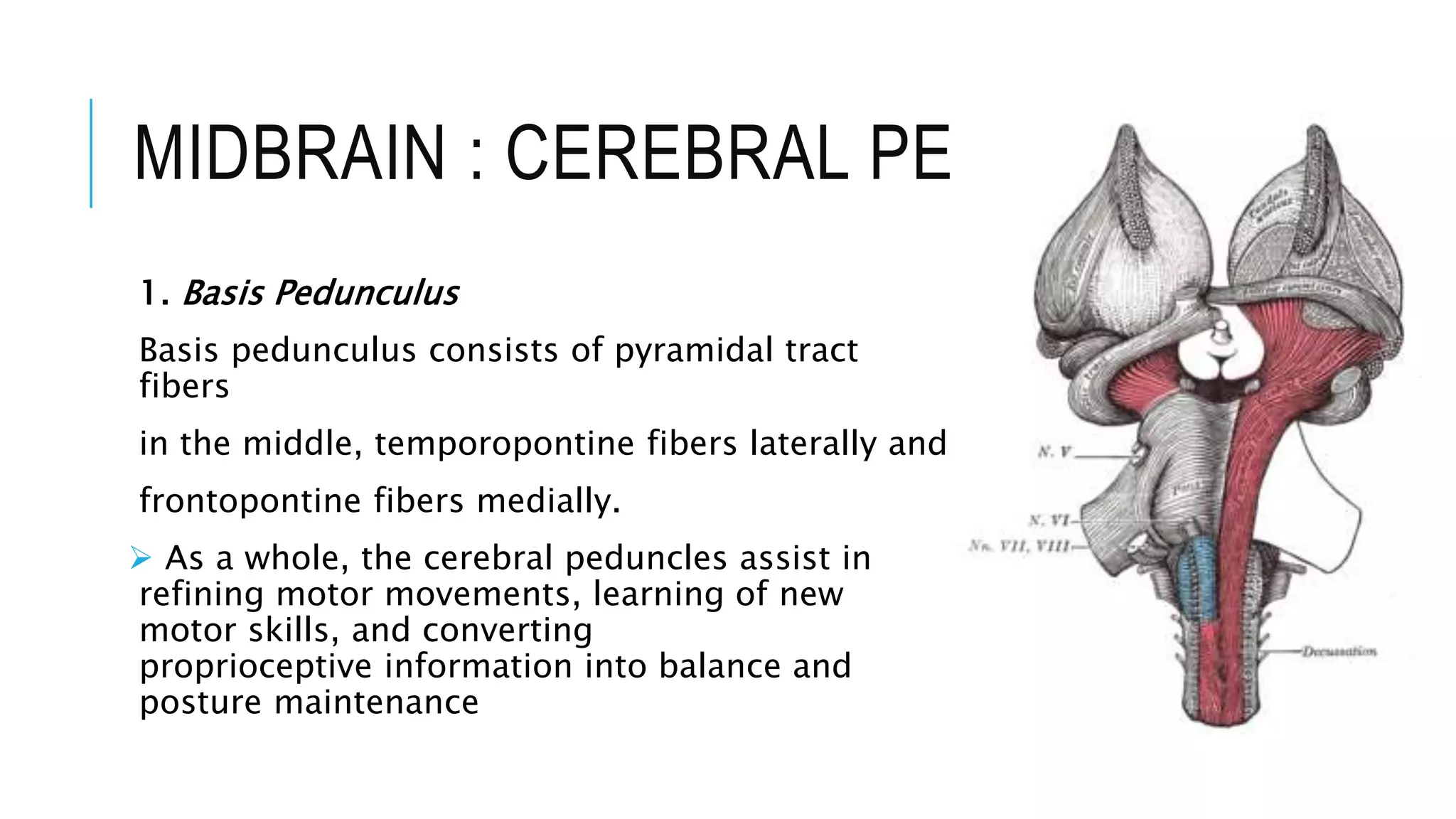 Brainstem Physiology | PPTX