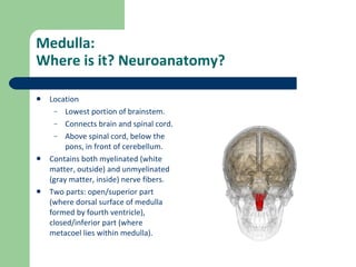 Brain Stem Project | PPT | Hormonal Disorders | Endocrine and Metabolic ...