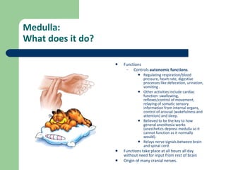 Brain Stem Project | PPT
