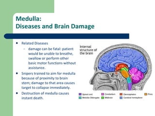 Brain Stem Project | PPT | Hormonal Disorders | Endocrine and Metabolic ...