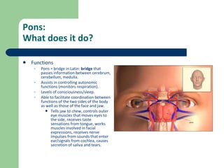 Brain Stem Project | PPT | Hormonal Disorders | Endocrine and Metabolic ...