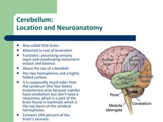 Brain Stem Project | PPT