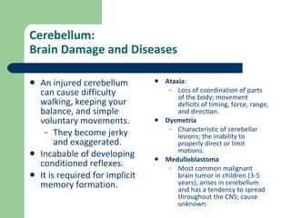 Brain Stem Project | PPT | Hormonal Disorders | Endocrine and Metabolic ...