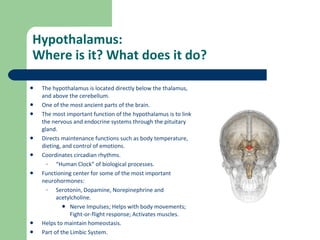 Brain Stem Project | PPT