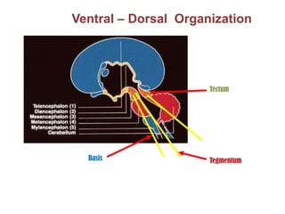 Midbrain Stroke Syndromes
