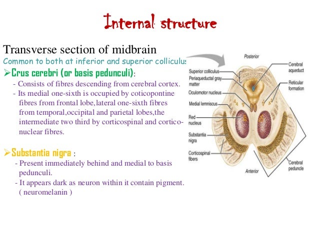 Brainstem Syndromes