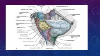 Brain stem surgical anatomy and approaches | PPTX