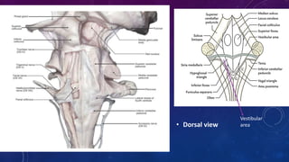 Brain stem surgical anatomy and approaches | PPTX