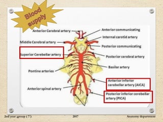 Brain stem syndrome | PPSX