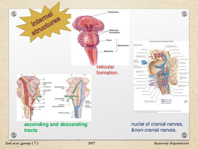 Brainstem Syndromes