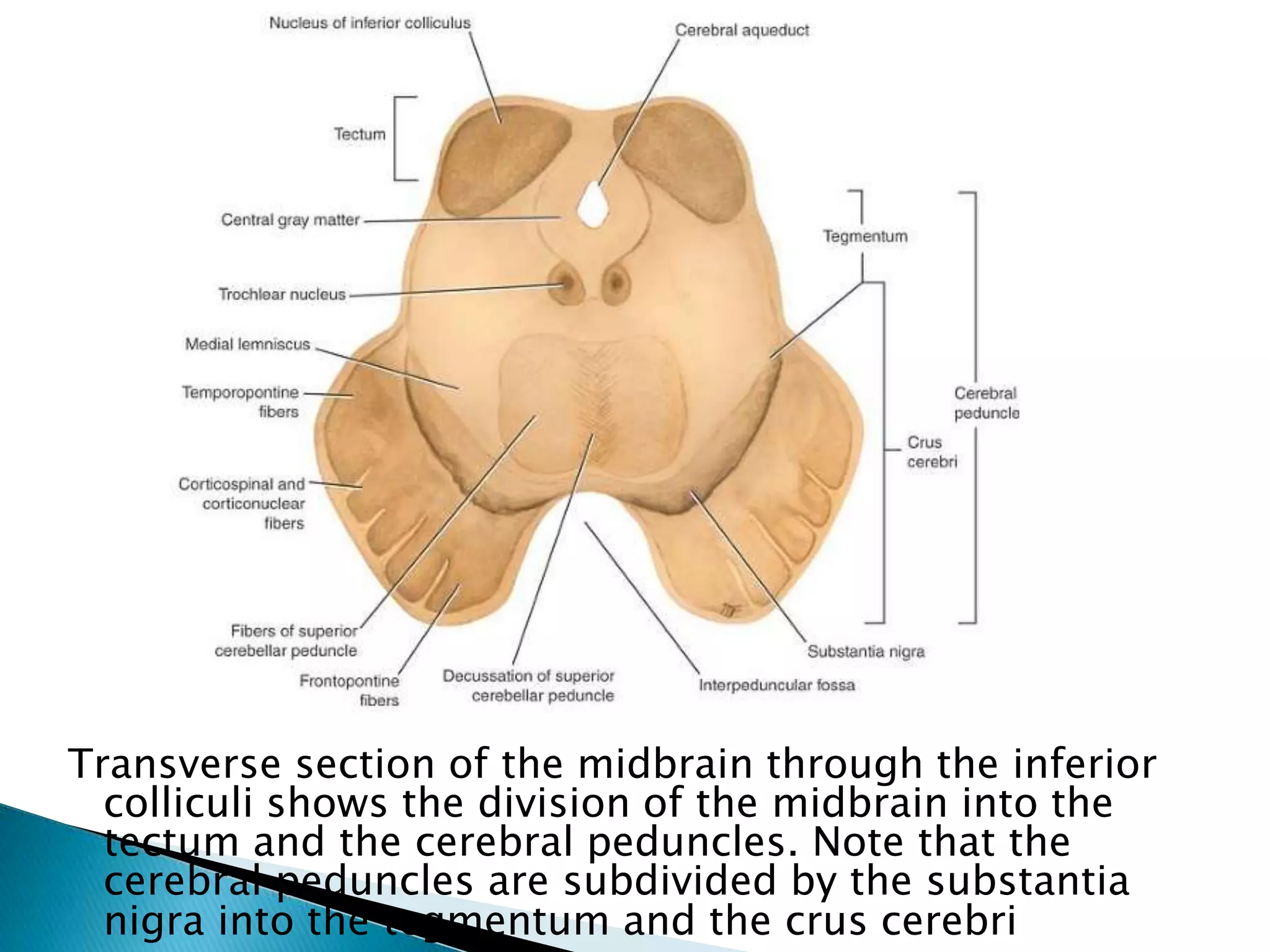 Brain stem syndromes | PPTX