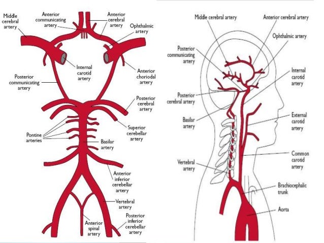 Brainstem Syndromes