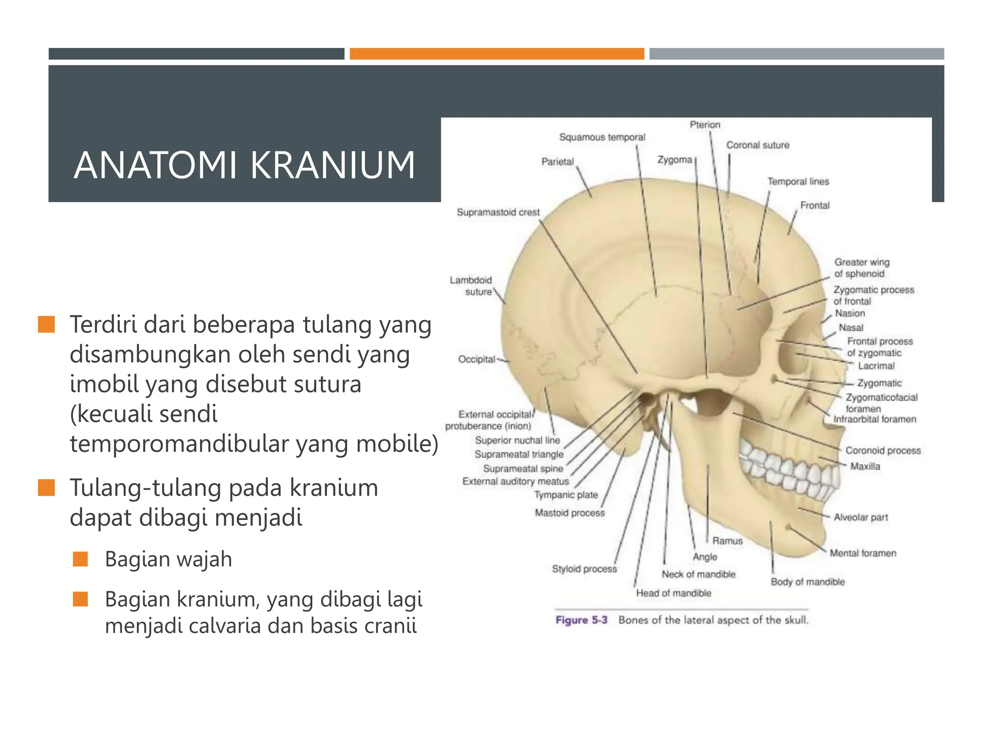 brainstem anatomi dan blablabal bibibi bububu | PPTX