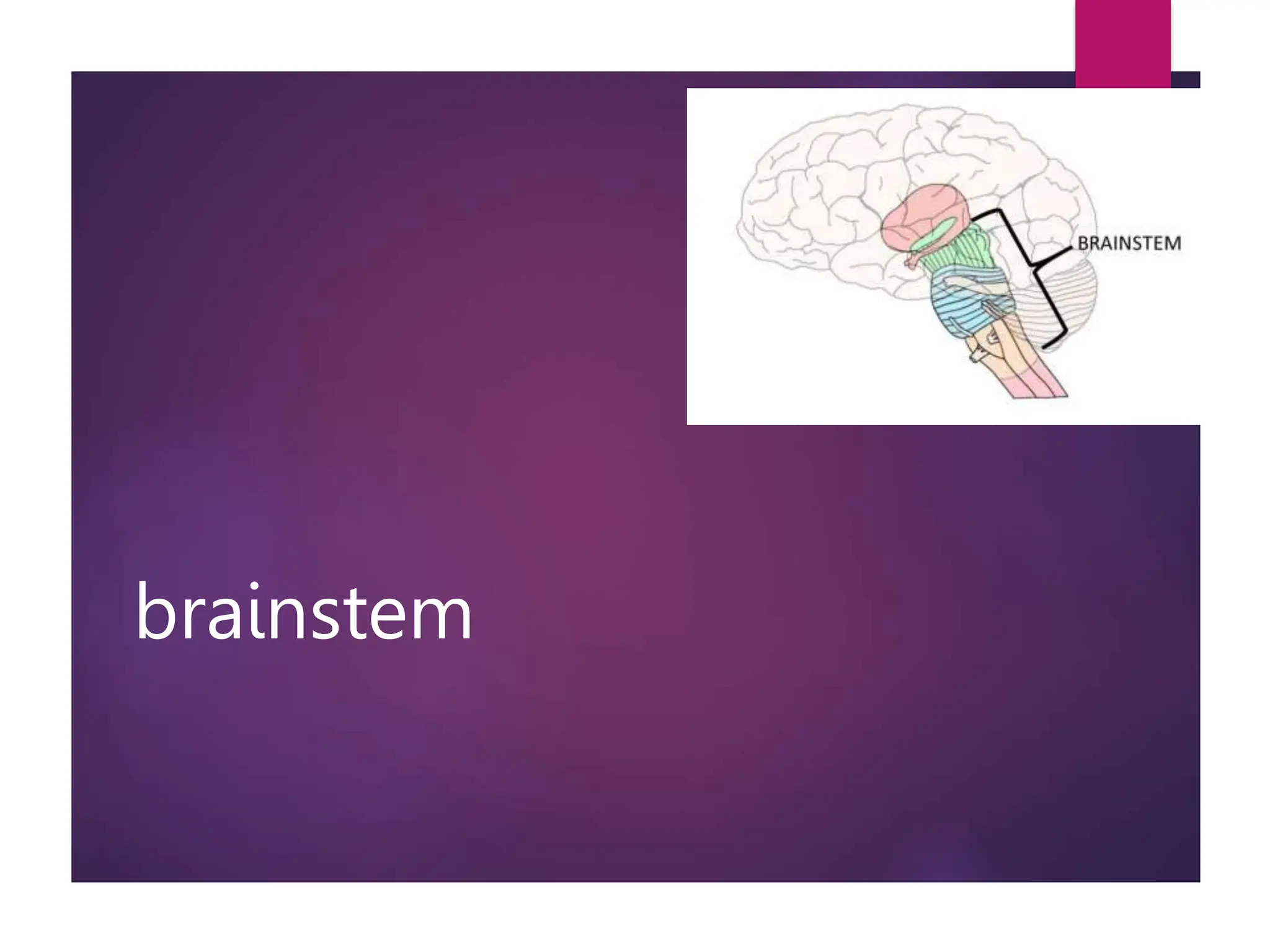Brainstem batang otak dan lain-lain dan bubu dan dididi | PPT