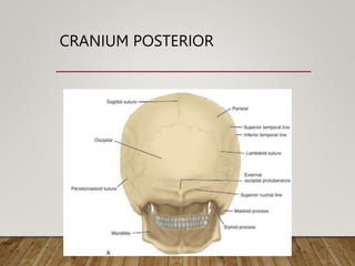 Brainstem dan segala macam sekitar-sekitaarnya nya | PPTX