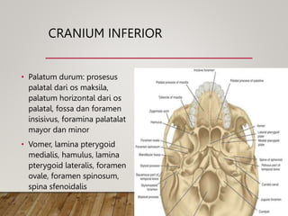 Brainstem dan segala macam sekitar-sekitaarnya nya | PPTX