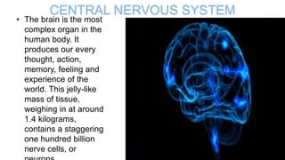 Brain strom | PPTX