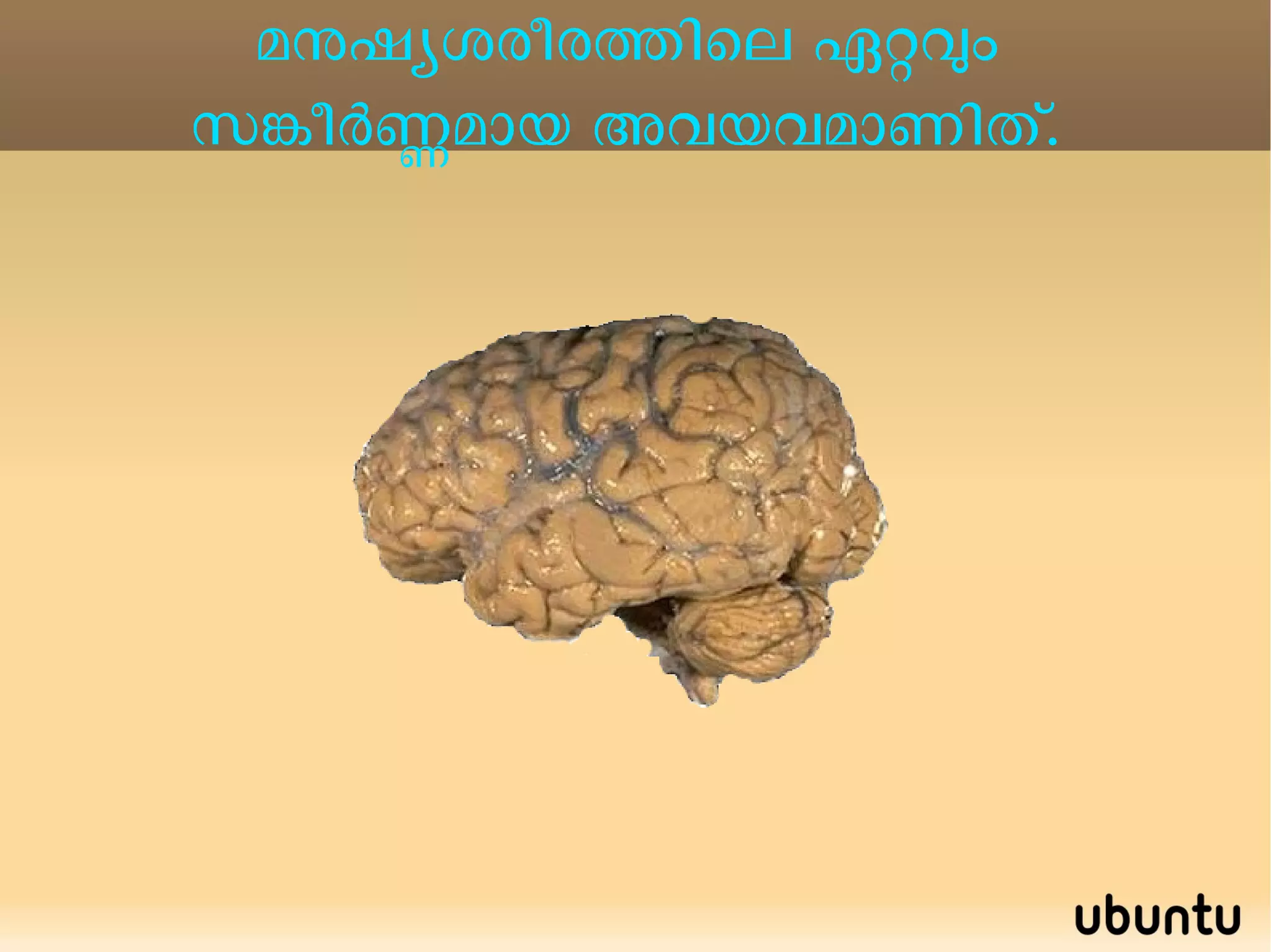 Brain structure | ODP