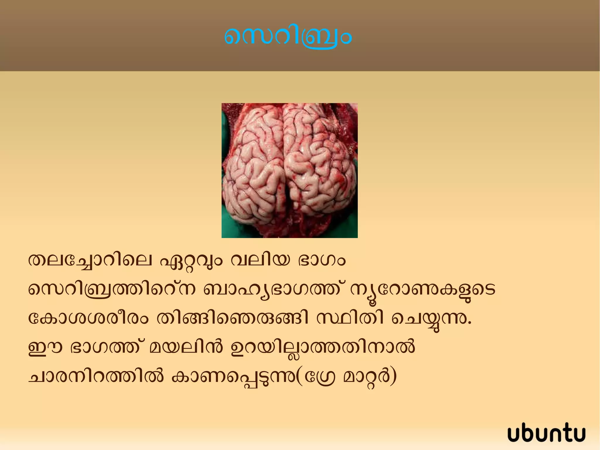 Brain structure | ODP