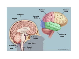 Brain structure | PPT