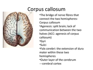 Brain structure | PPT