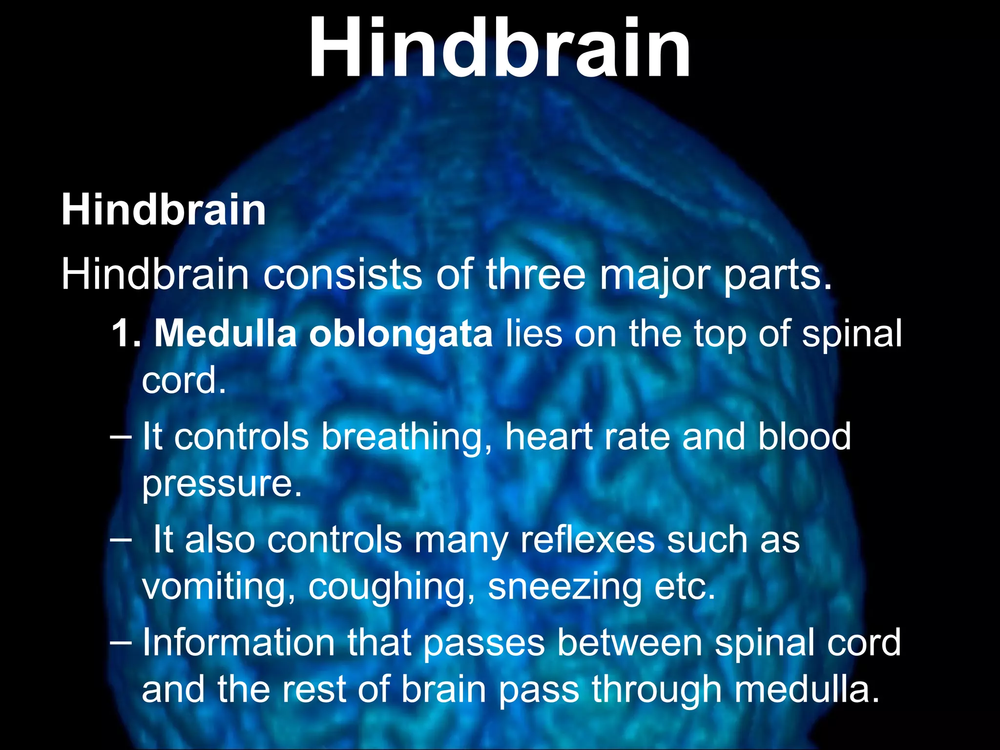 Brain structure (2) | PPT