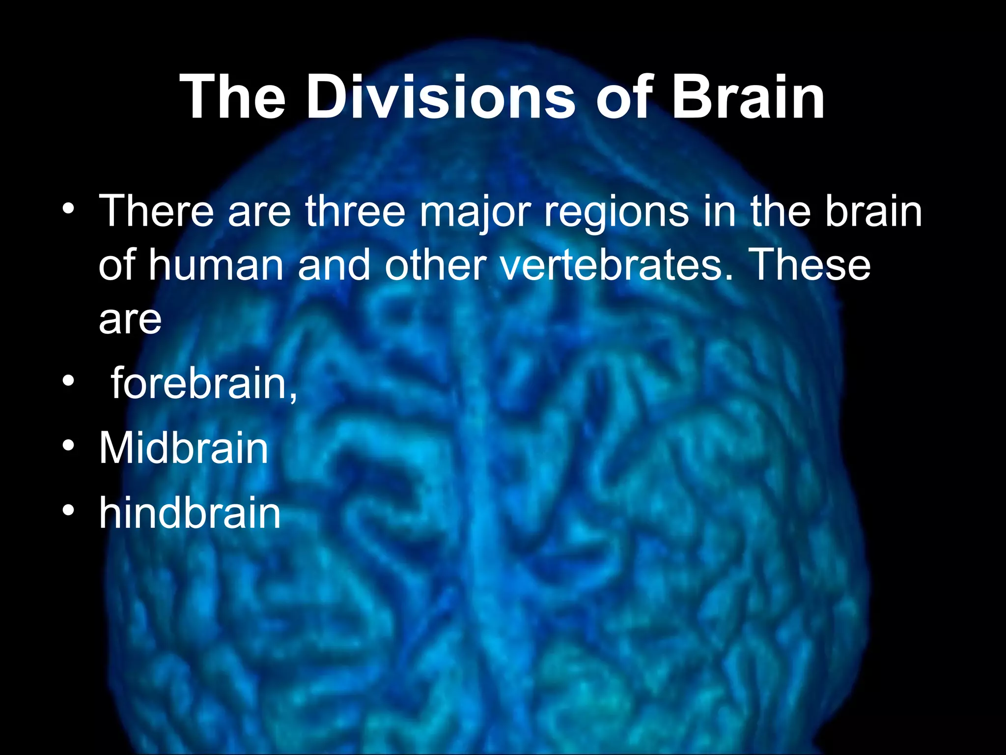 Brain structure (2) | PPT