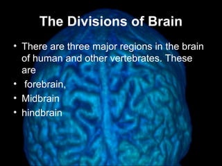 Brain structure (2) | PPT