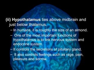 Brain structure (2) | PPT