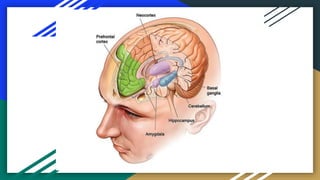 Brain Structures involved in Memory.pptx | Brain and Nervous System Disorders | Diseases and ...