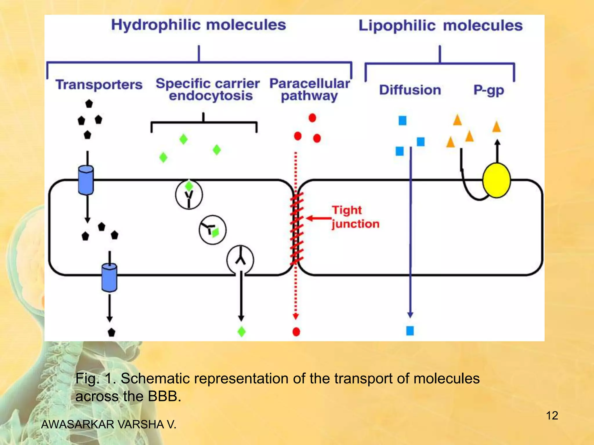 Brain targeted drug delivery system | PPTX