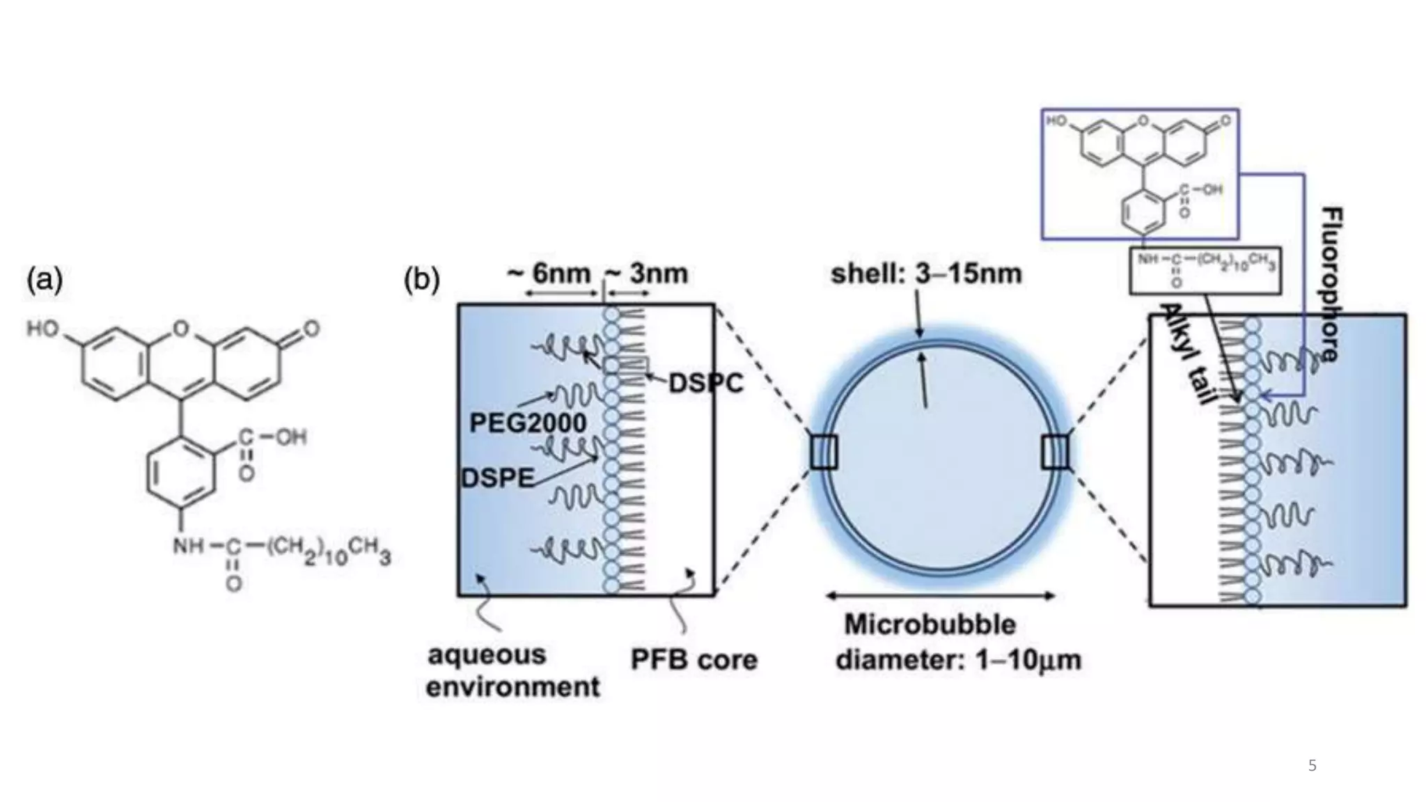 Lipid microbubbles as a vehicle for targeted drug delivery using ... Lipid microbubbles as a vehicle for targeted drug delivery using ...