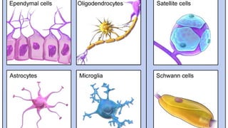 Primary brain tumors and their brief explanation | PPTX