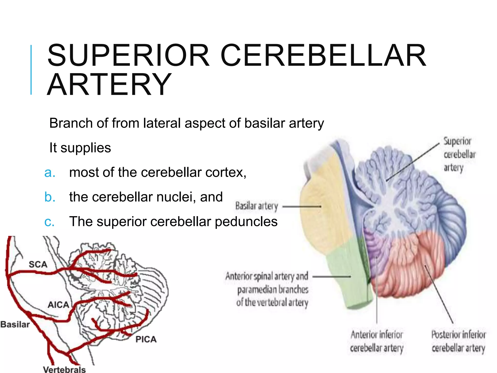 Brain vascular anatomy with MRA and MRI correlation | PPTX
