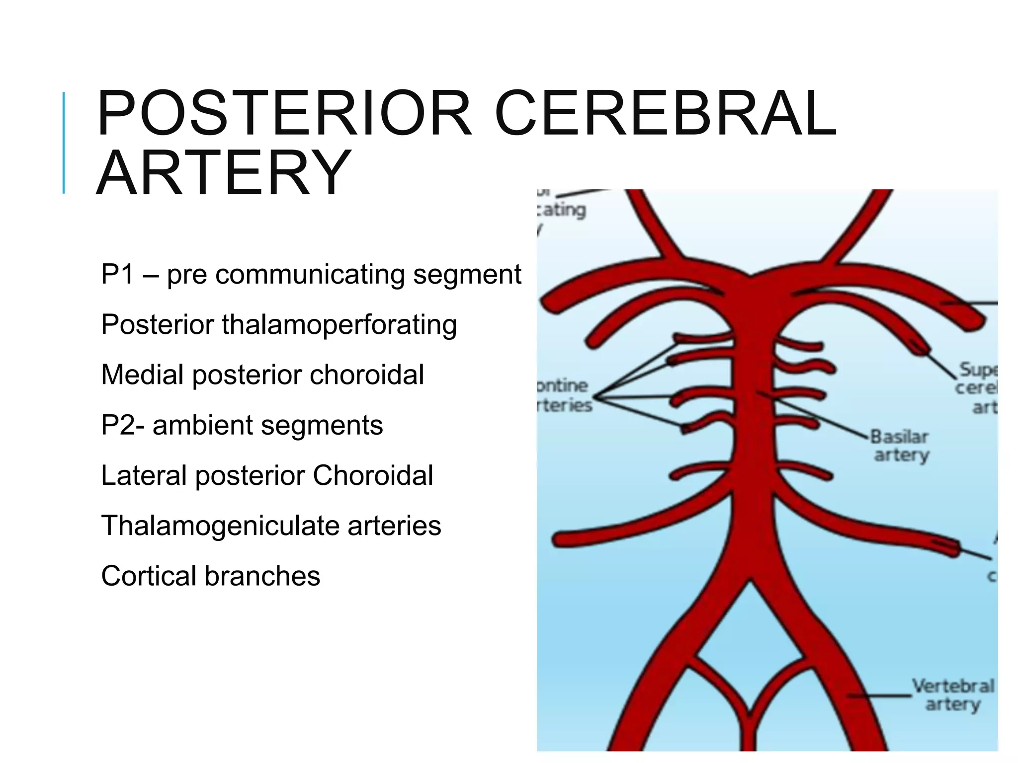 Brain vascular anatomy with MRA and MRI correlation | PPTX