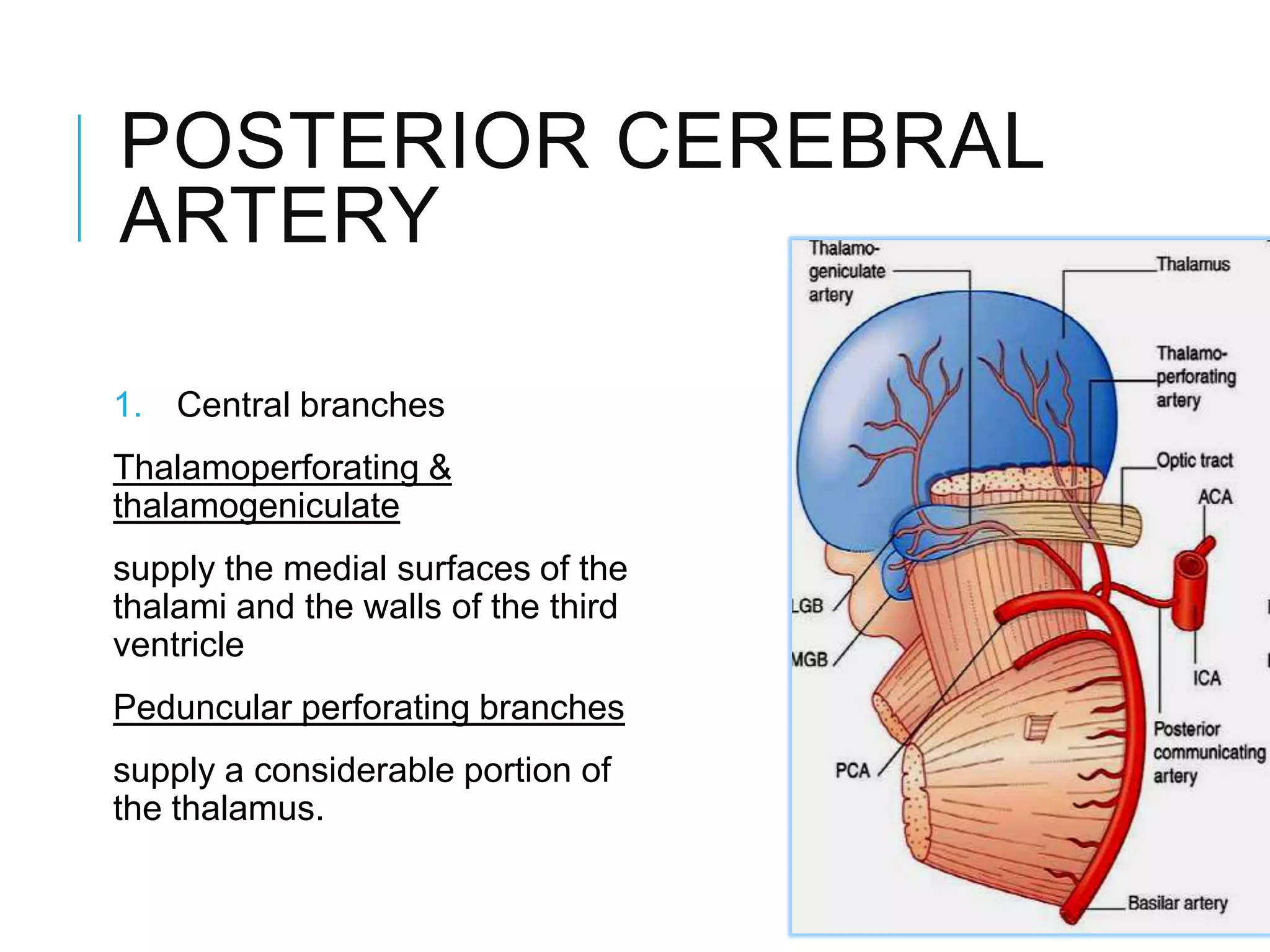 Brain vascular anatomy with MRA and MRI correlation | PPTX