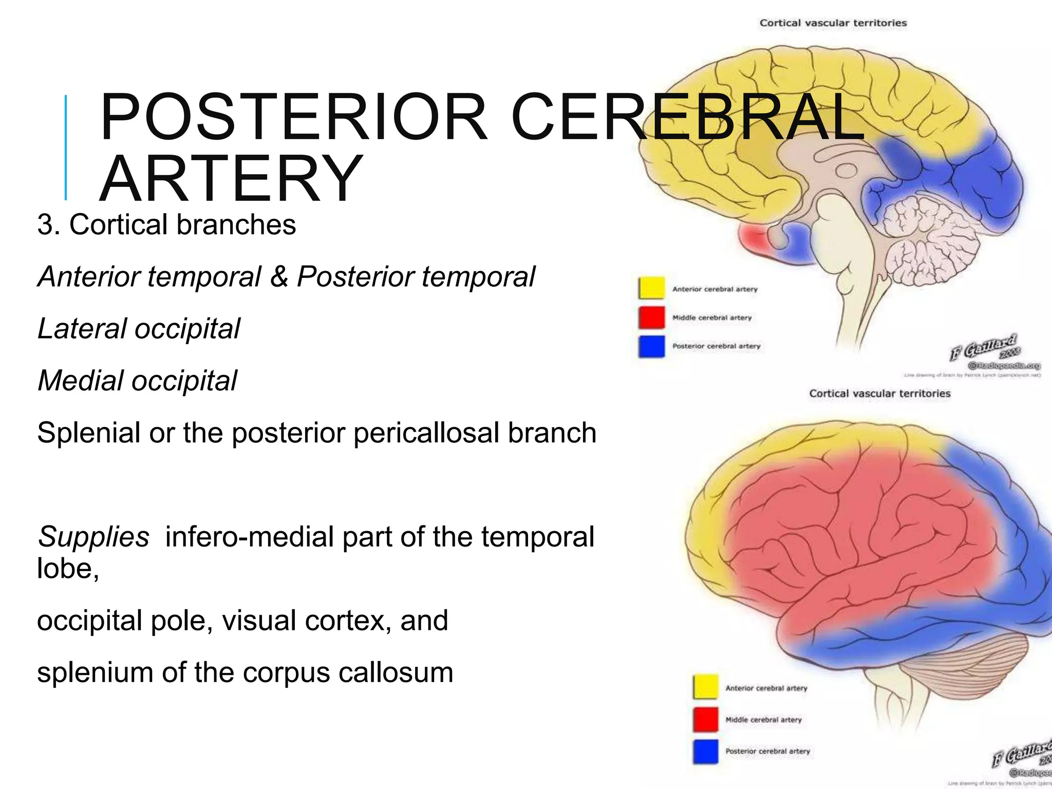 Brain vascular anatomy with MRA and MRI correlation | PPTX