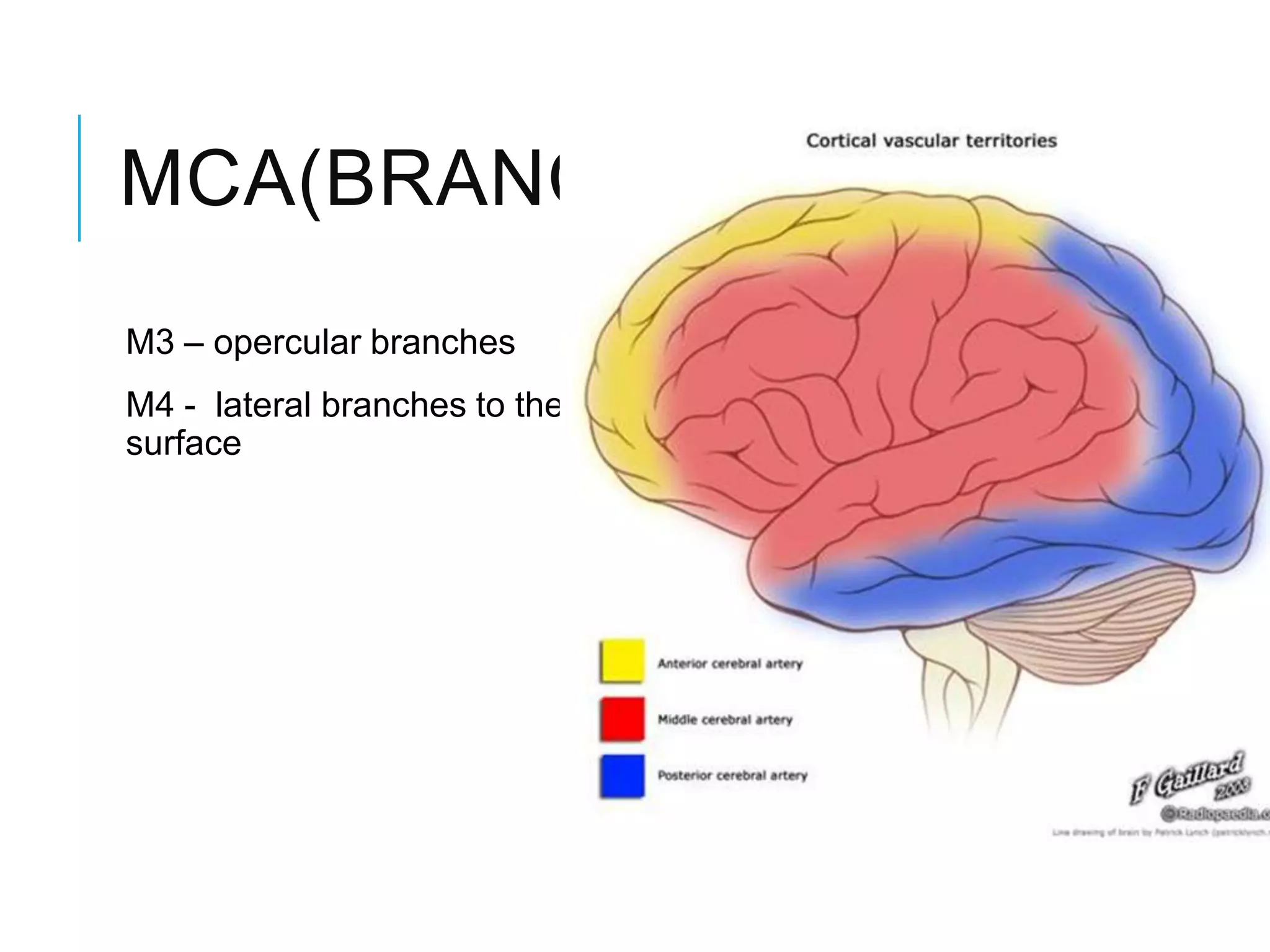 Brain vascular anatomy with MRA and MRI correlation | PPTX