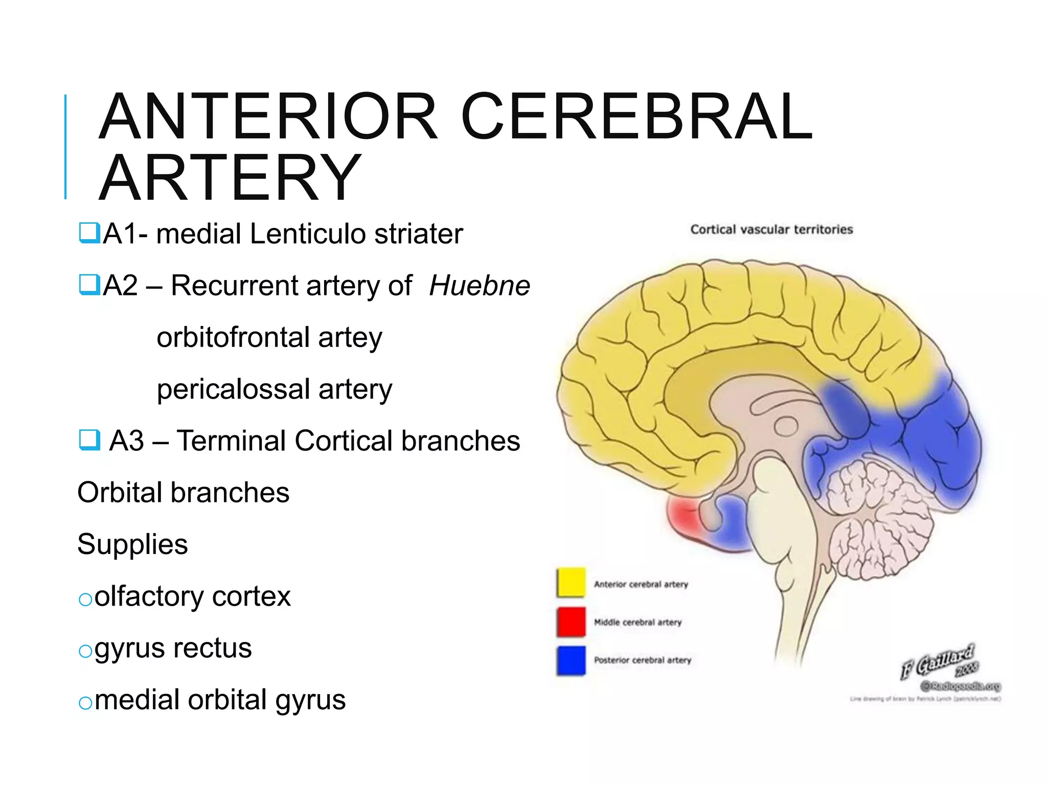 Brain vascular anatomy with MRA and MRI correlation | PPTX