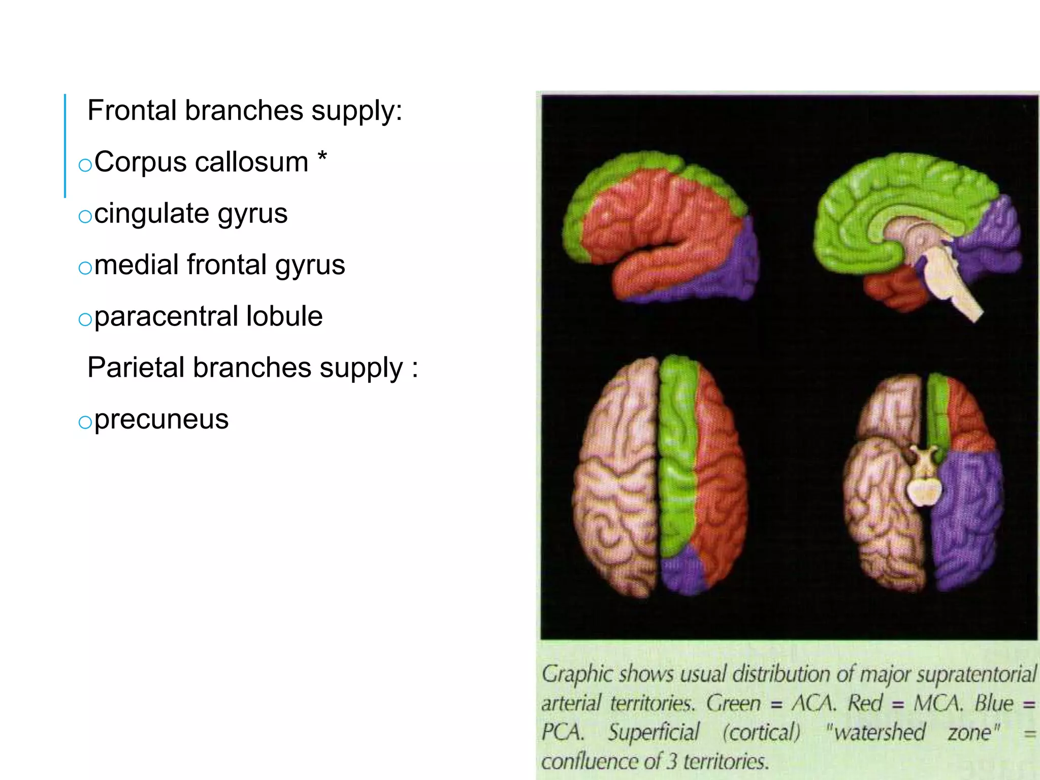 Brain vascular anatomy with MRA and MRI correlation | PPTX