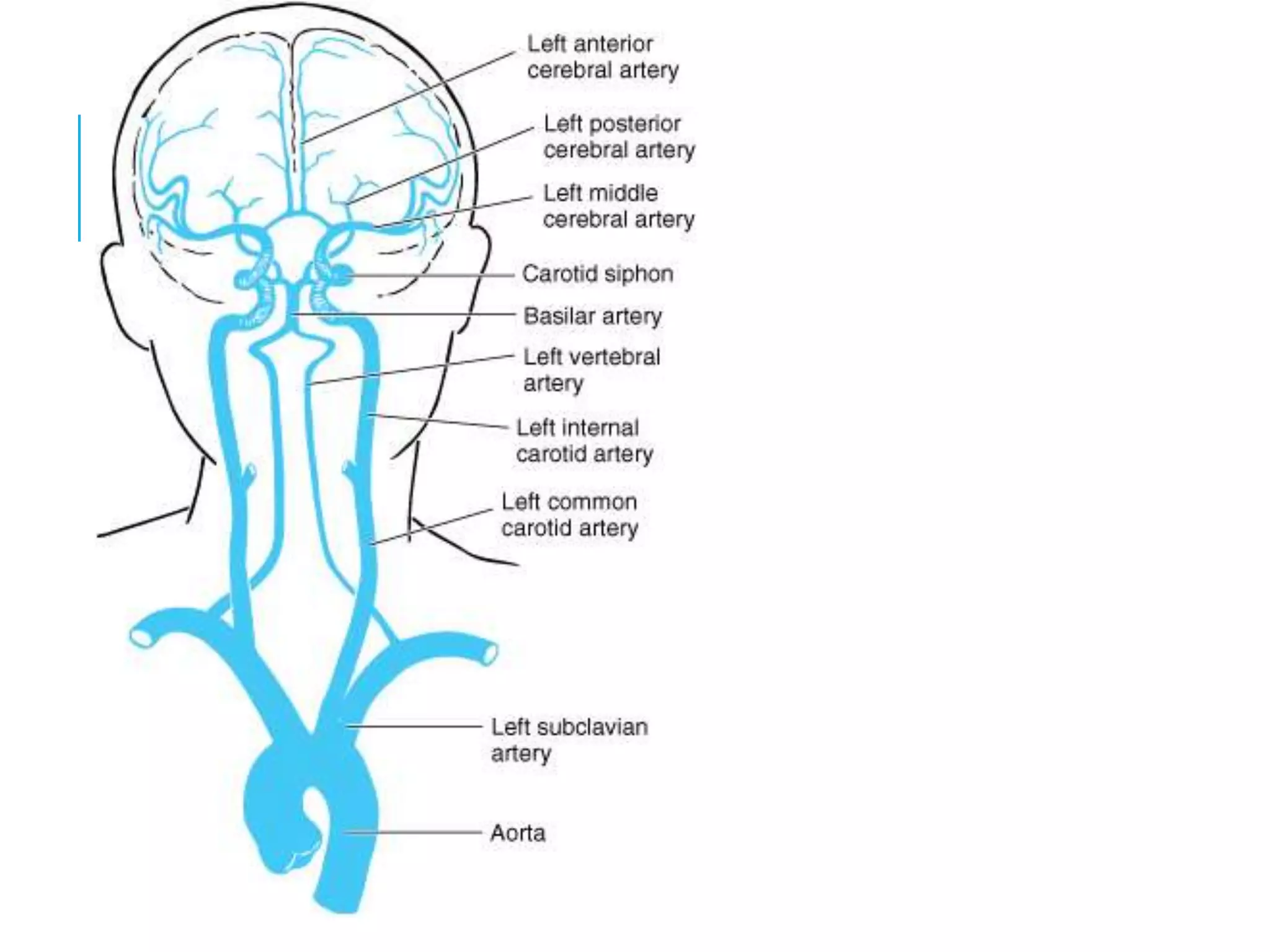 Brain vascular anatomy with MRA and MRI correlation | PPTX