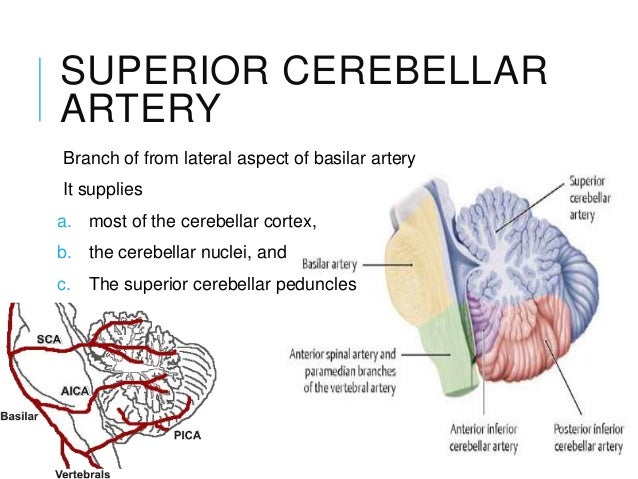 Sca Brain Anatomy