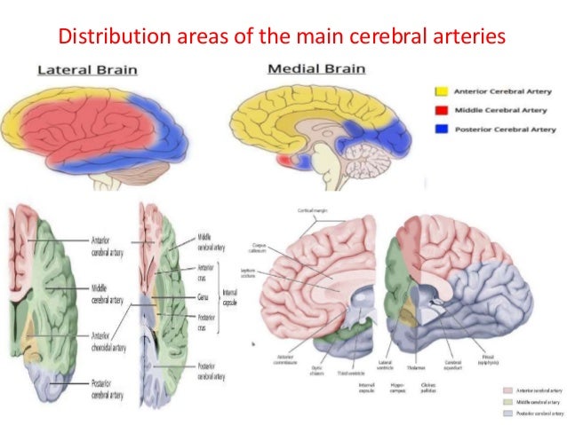 Brain vascularisation