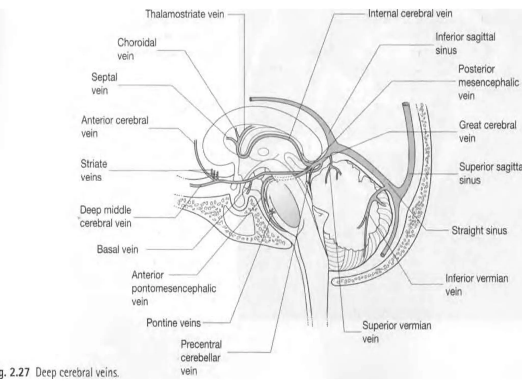 Brain venous drainage | PPTX