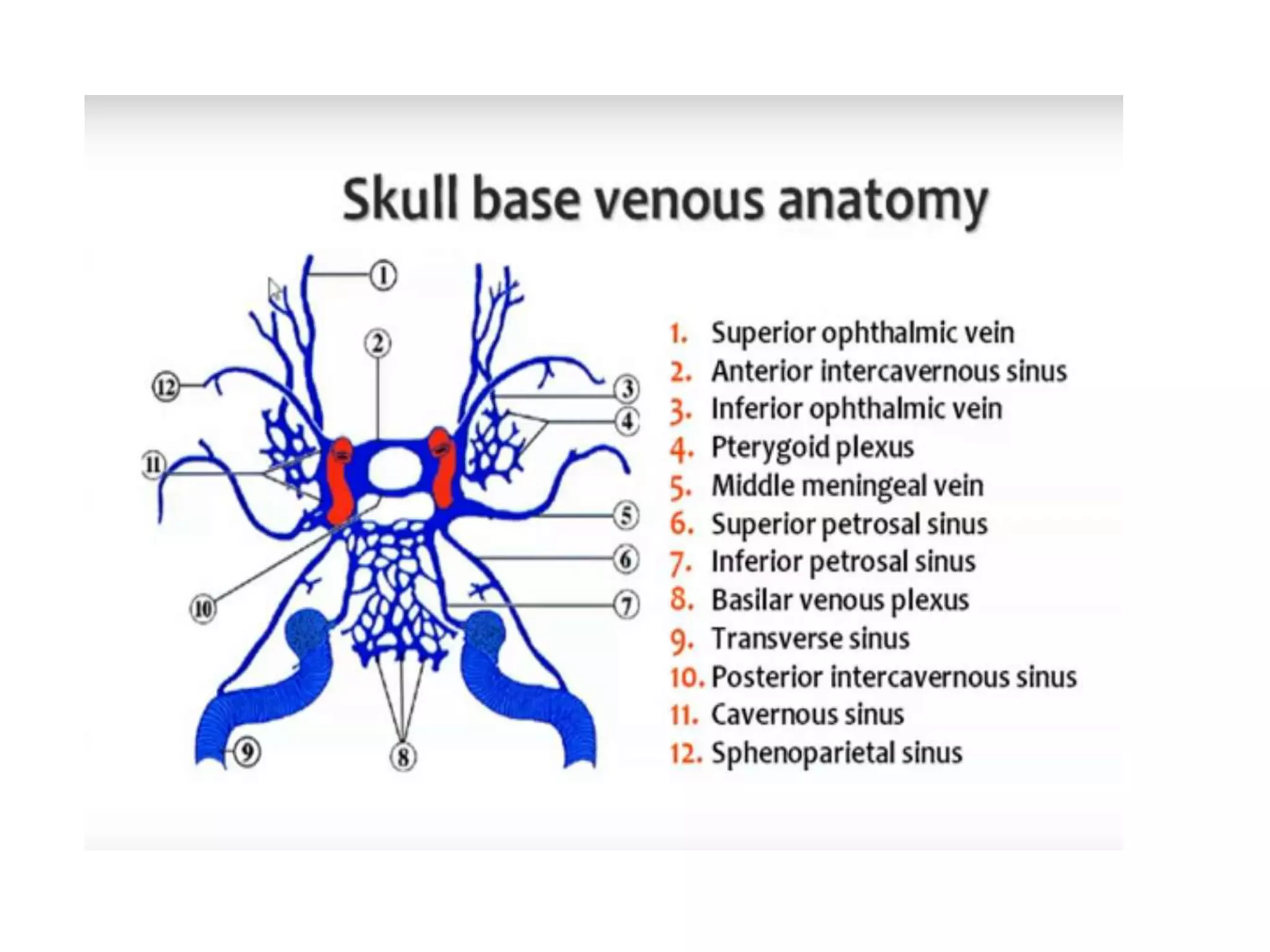 Brain venous system | PPTX