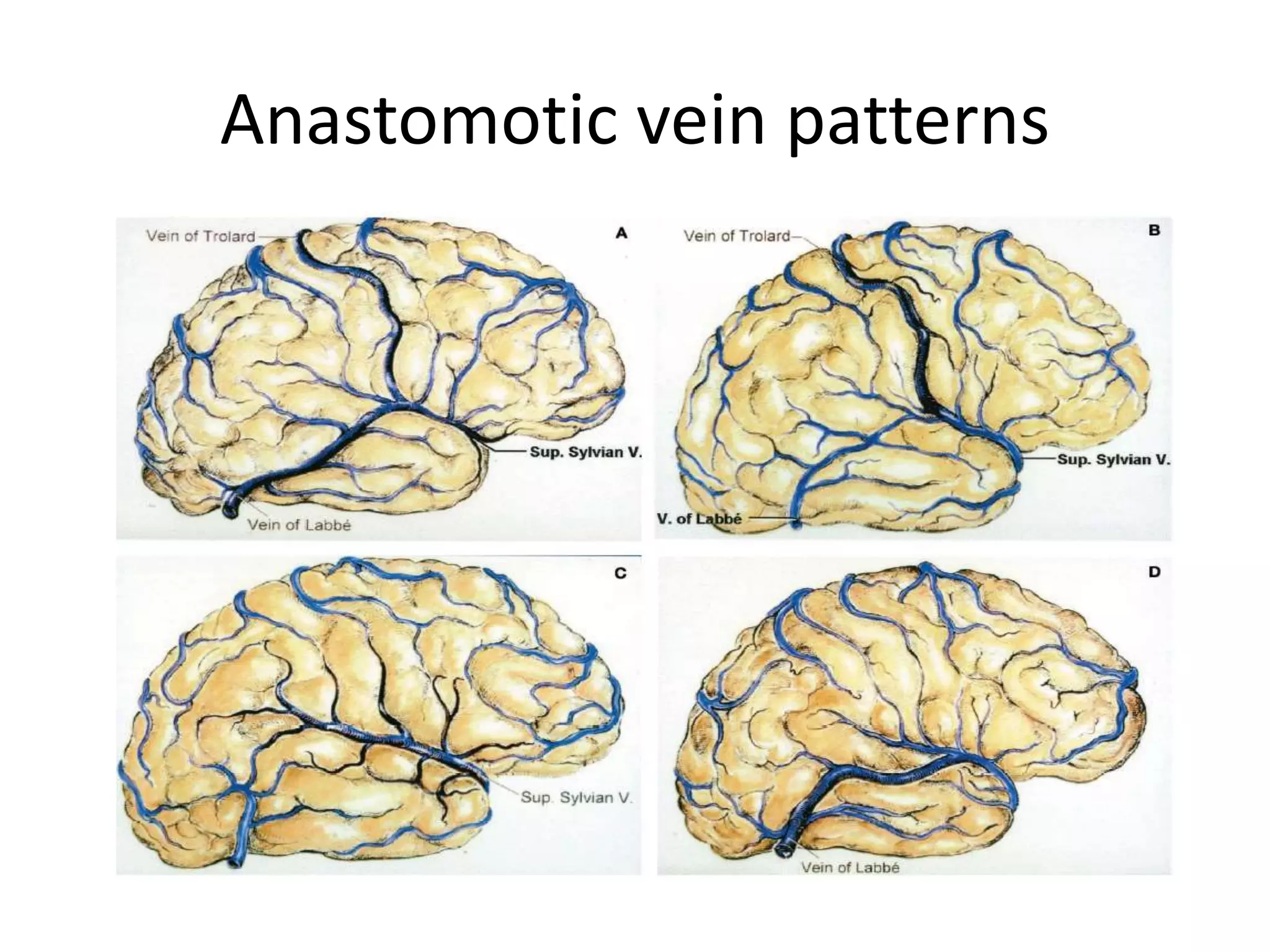 Brain venous system | PPTX