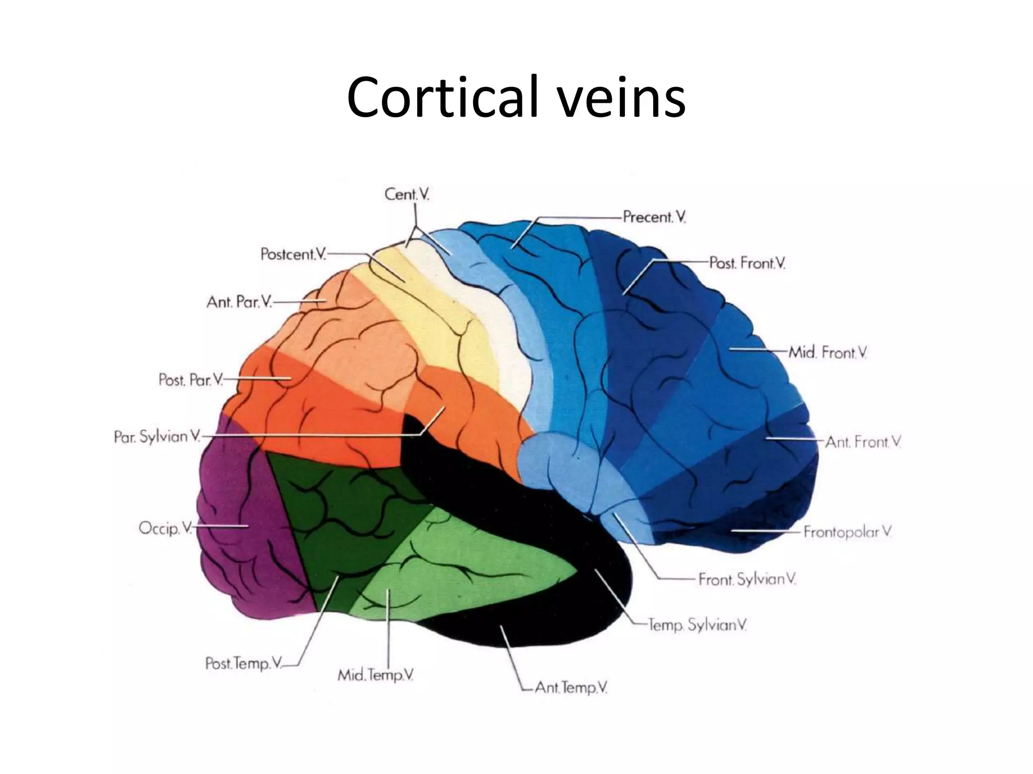 Brain venous system | PPTX