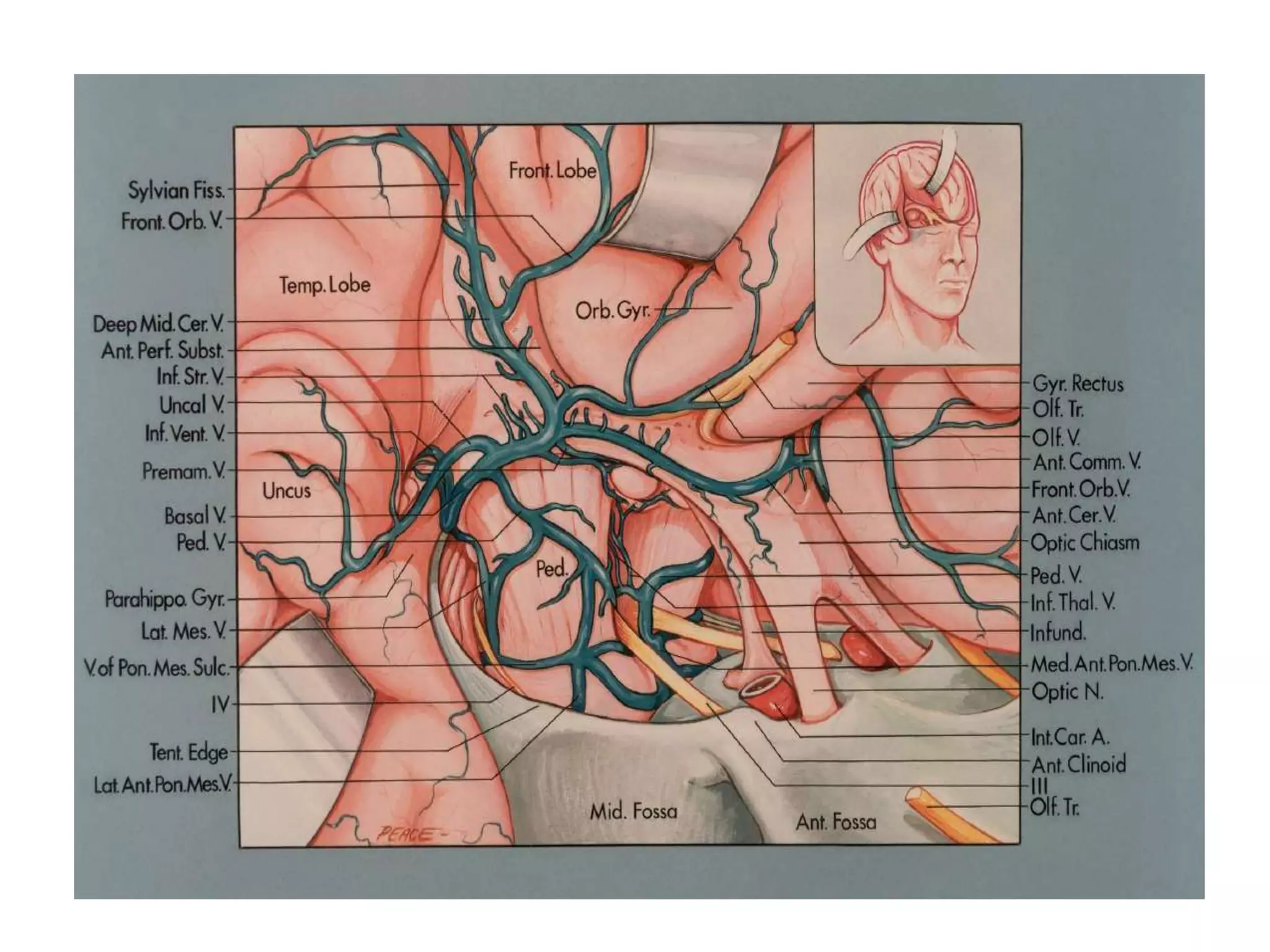 Brain venous system | PPTX